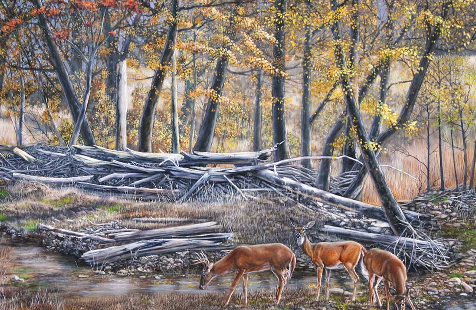 Strong Viewpoints (Issue 185)